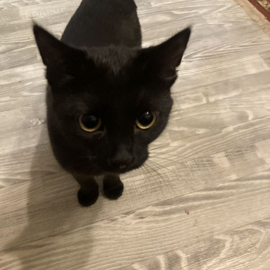 Киска маленькая