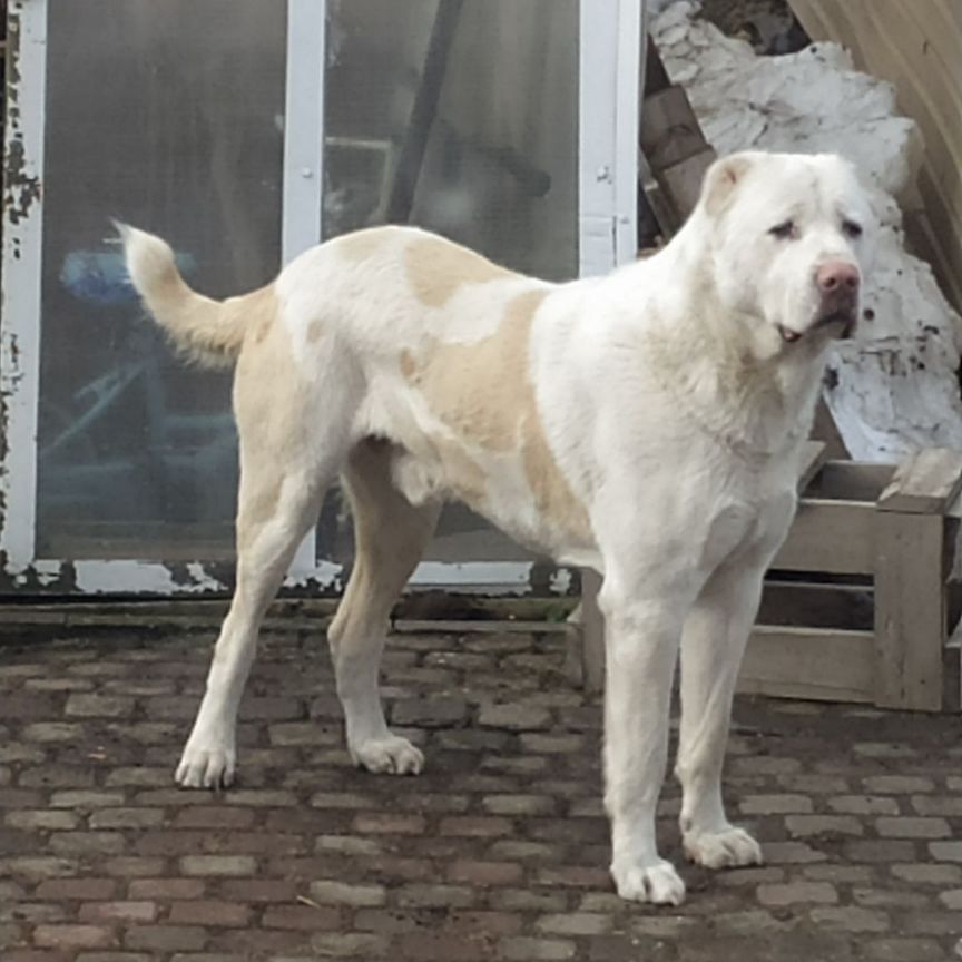 Вязка алабай. Мальчик. Скоро три года