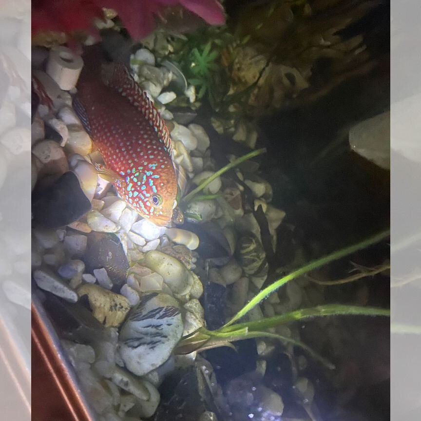 Хромис красавец