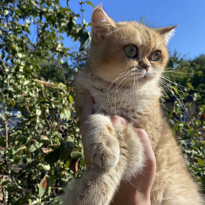 Британка. Золотая ny 11-12