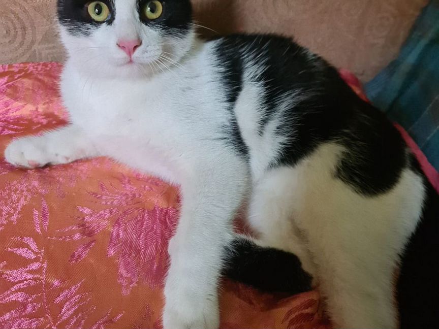 Котик в добрые руки
