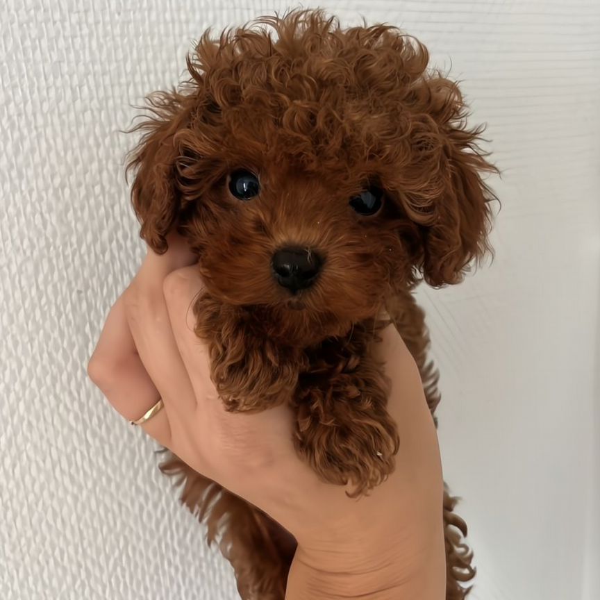 Той-пудель, щенок