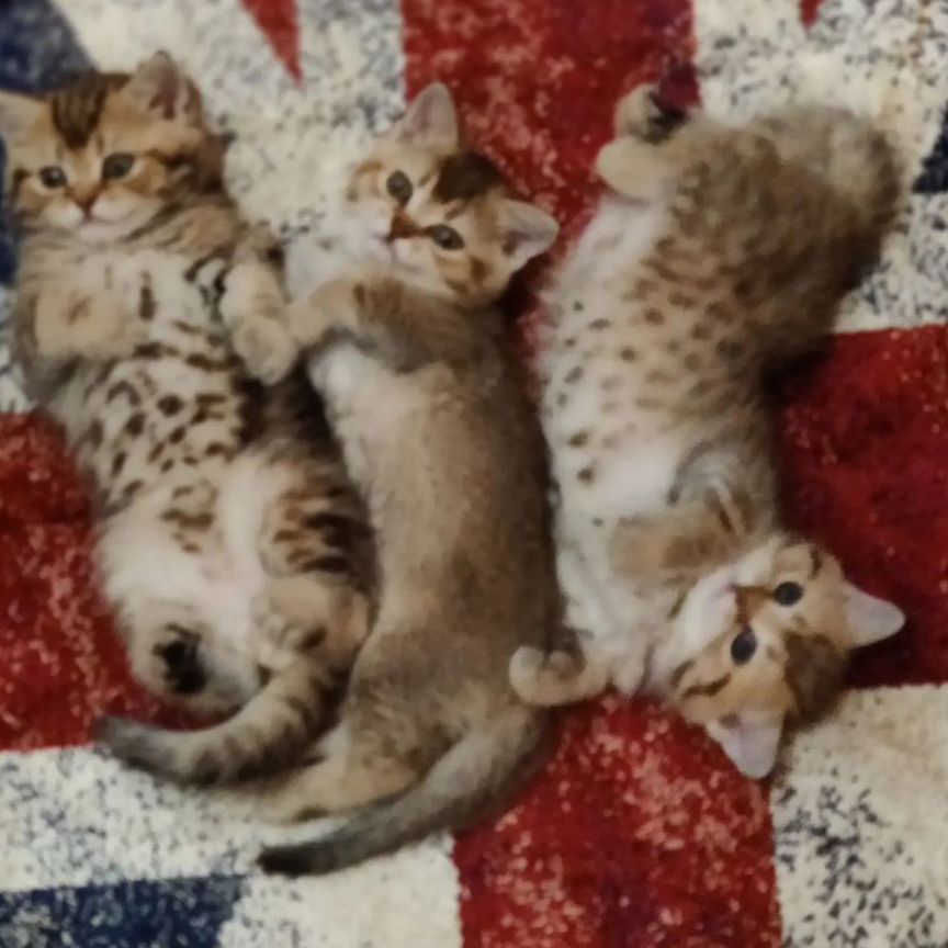 Шотландский прямоухий короткошёрстный котёнок