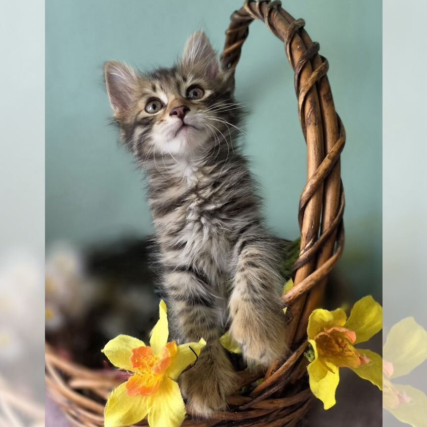 Котёнок в добрые руки