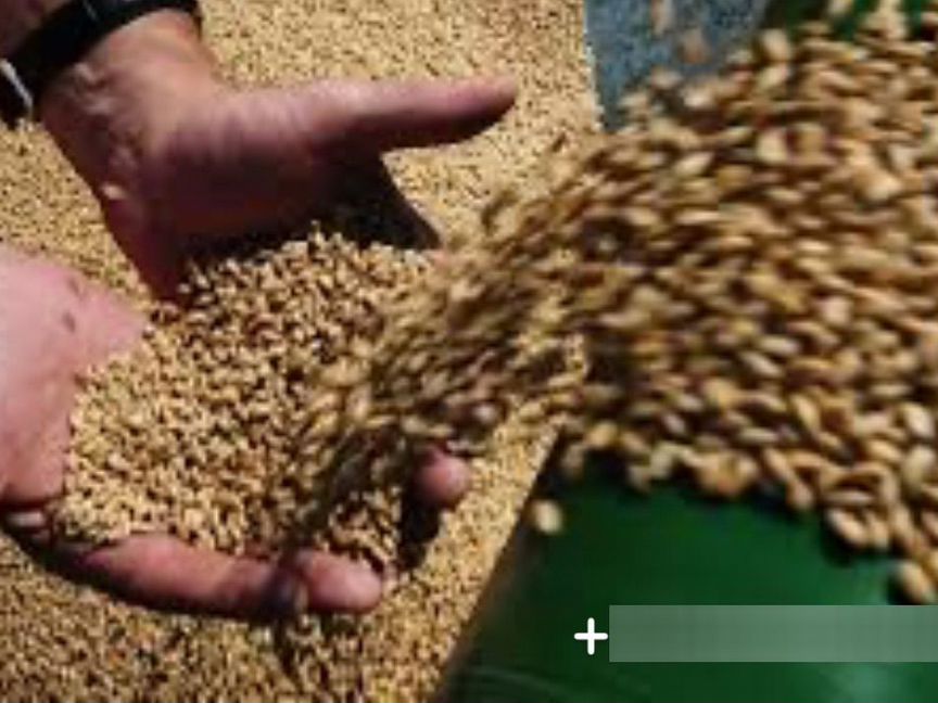 Продам зерно пшеницу