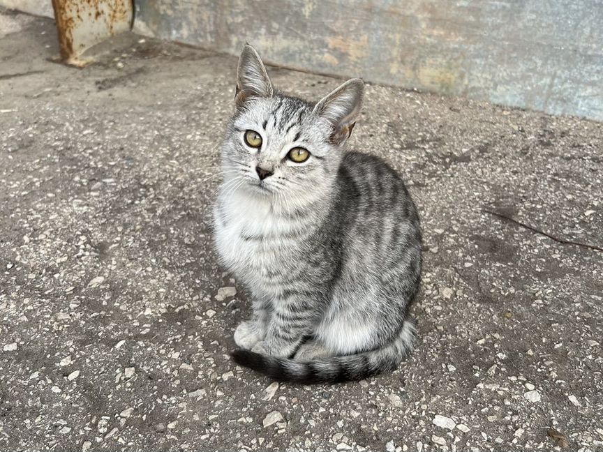 Котенок