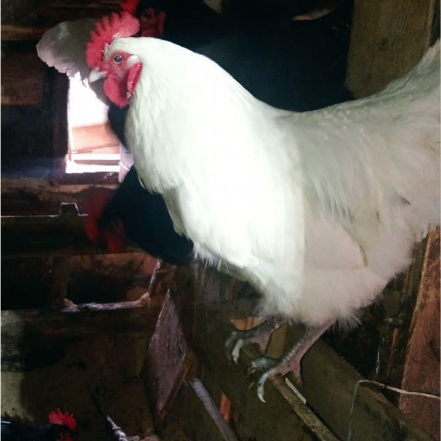 Петух Джерсийский гигант