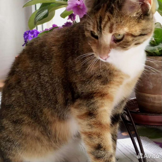 Кошка Анфиса в дар