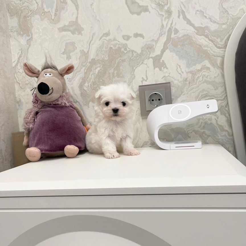 Кукольный мальчик мальтезе