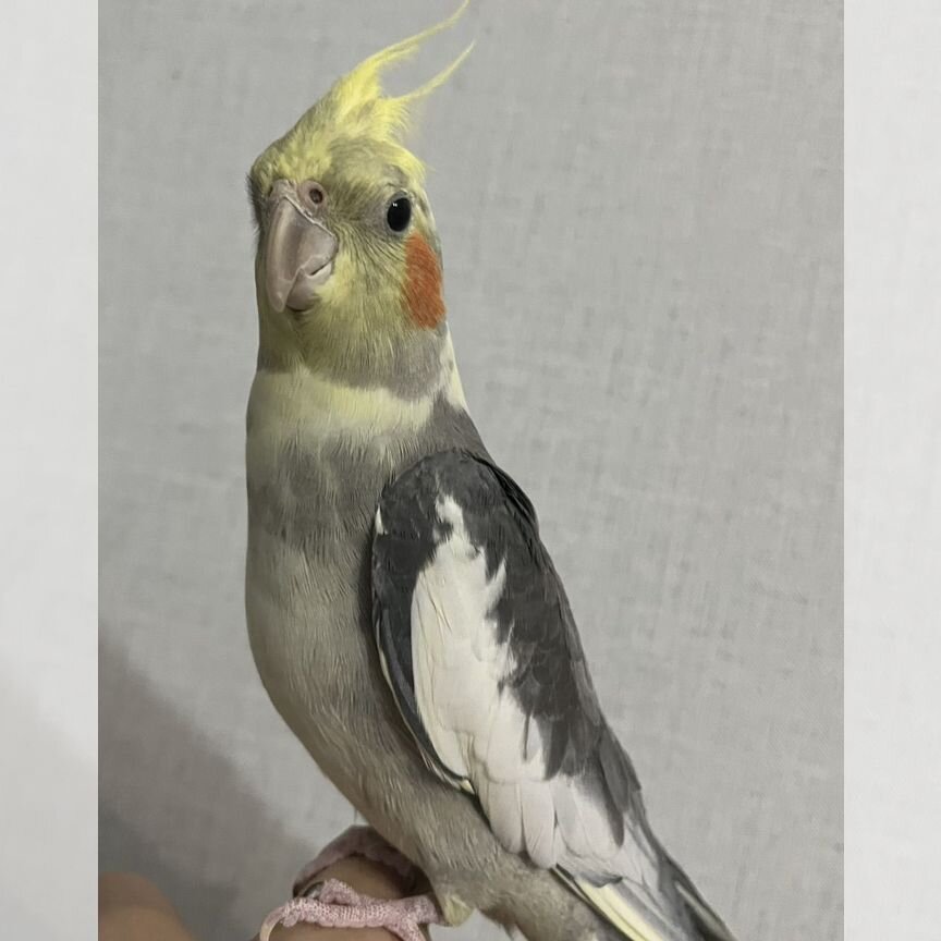 Попугаи корелла