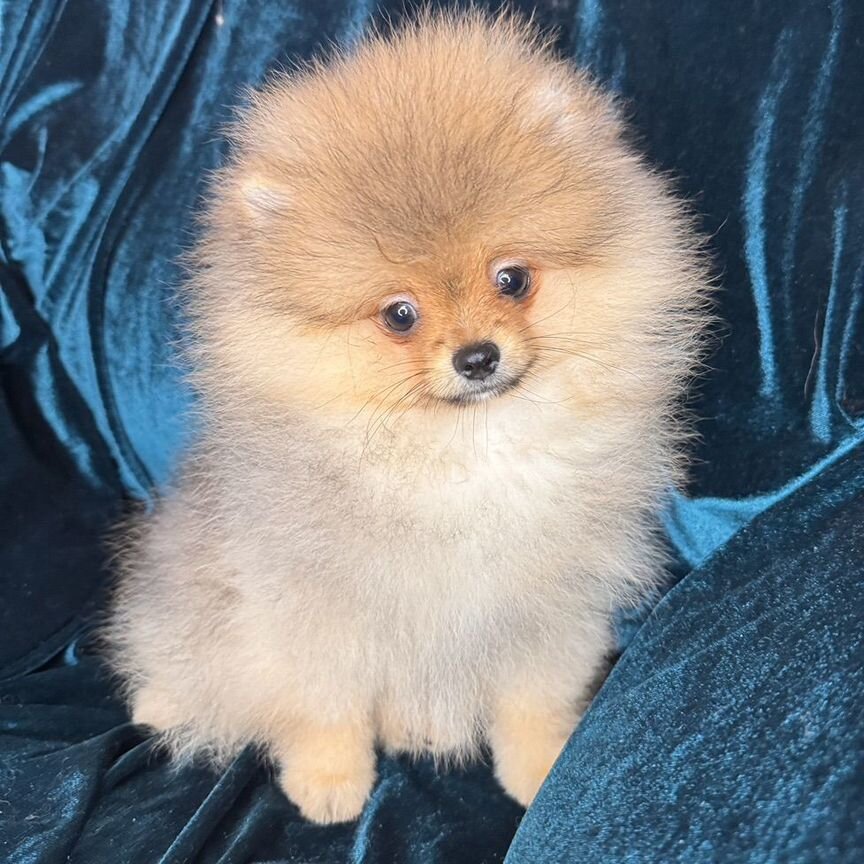 Померанский шпиц, щенок