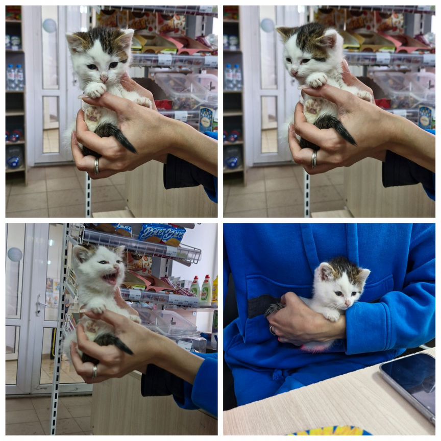 Котенок мальчик в добрые руки