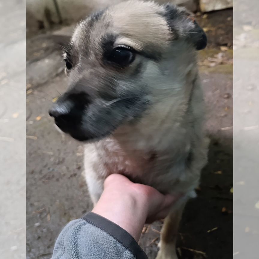Собаки бесплатно в добрые руки