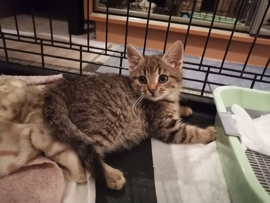 Котята в добрые руки бесплатно