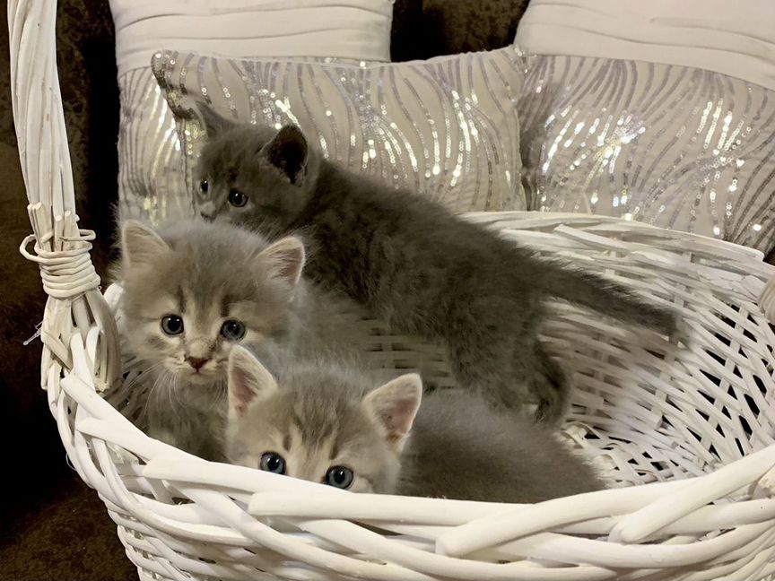Красивые котятки