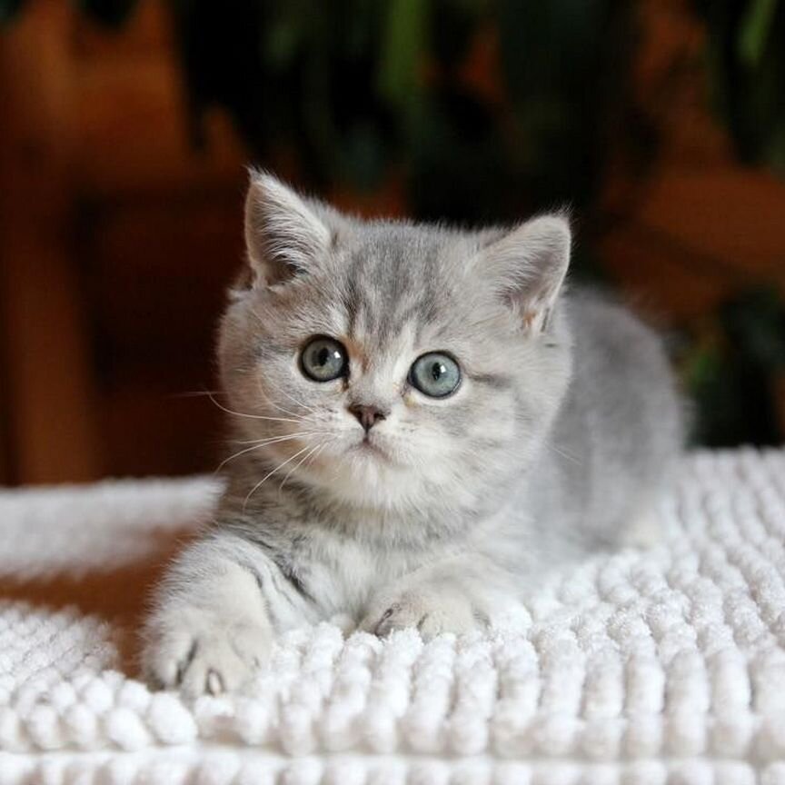 Британские котята черное золото