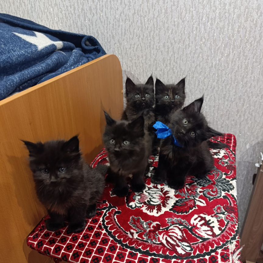 Мейн-кун котёнок