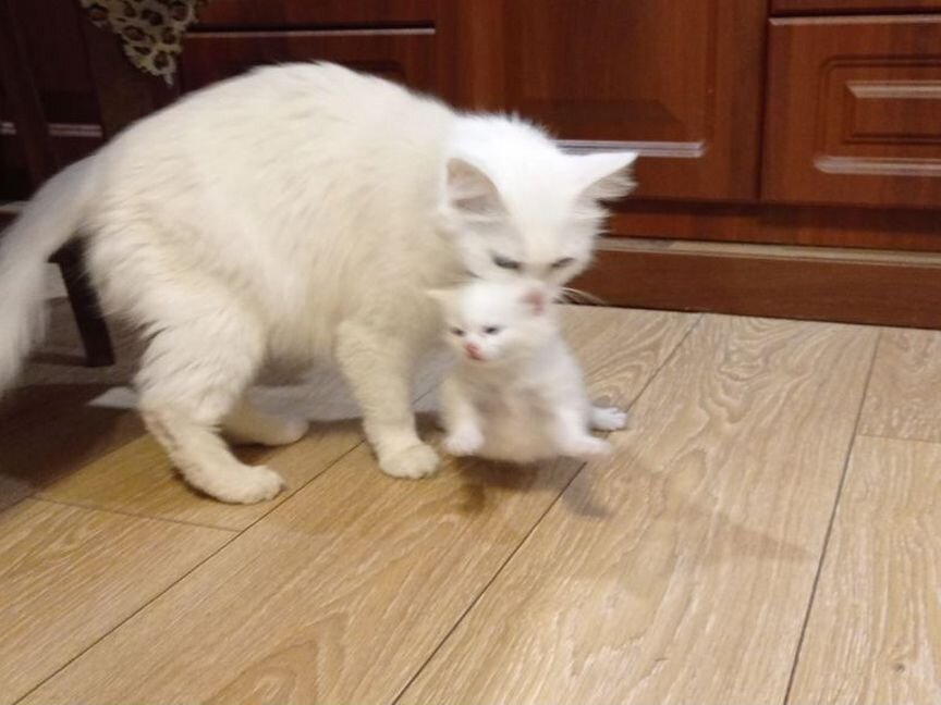 Котенок белый турецкая ангора