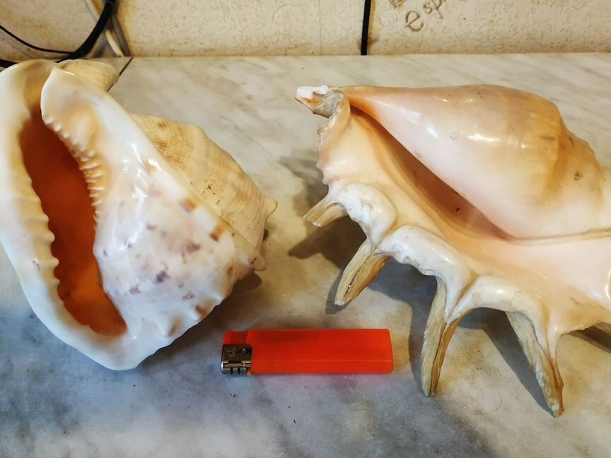Ракушка морская большая