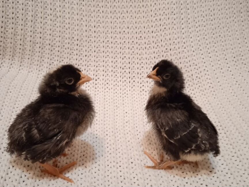 Цыплята суточные