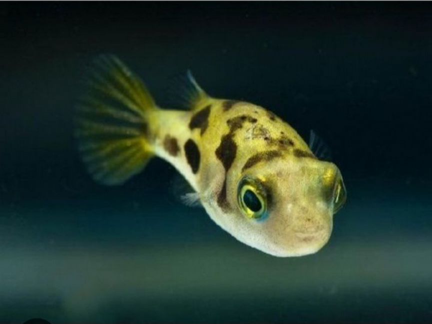 Аквариумные рыбки