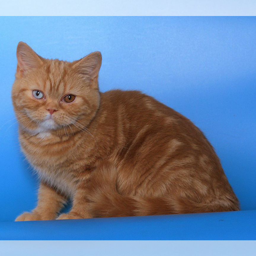 Британский короткошёрстный котёнок
