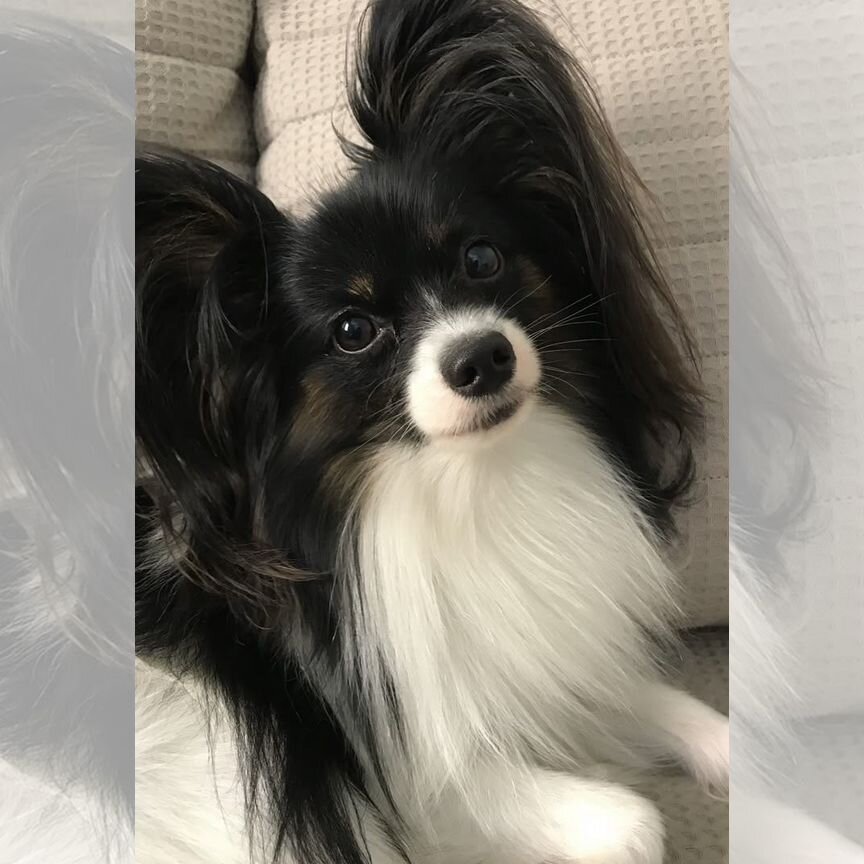 Континентальный той-спаниель папильон, взрослый пёс