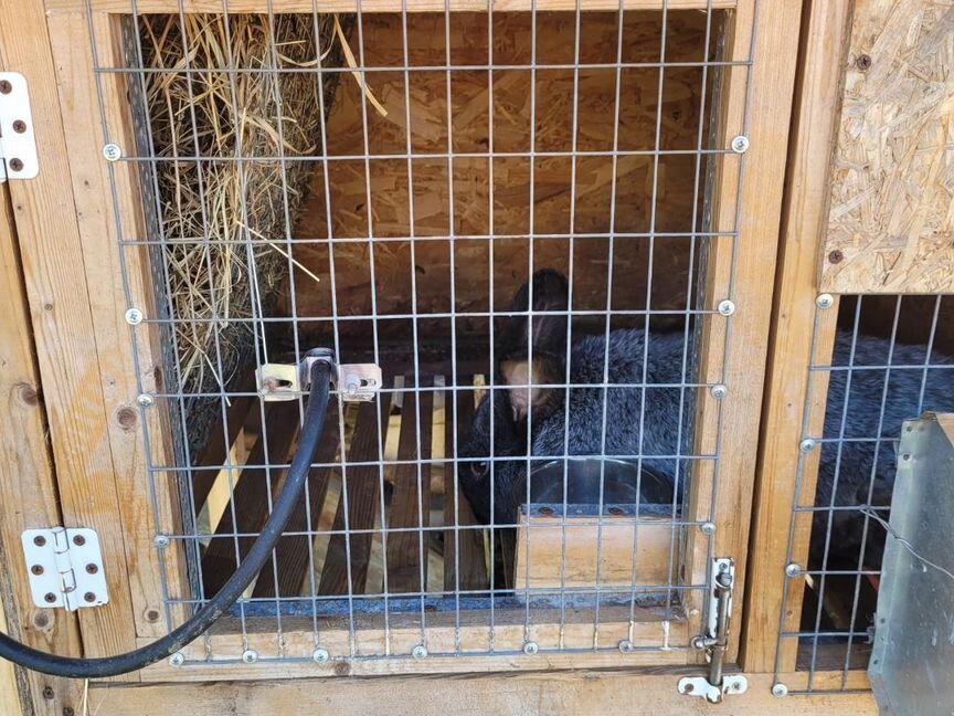 Клетка для кролика