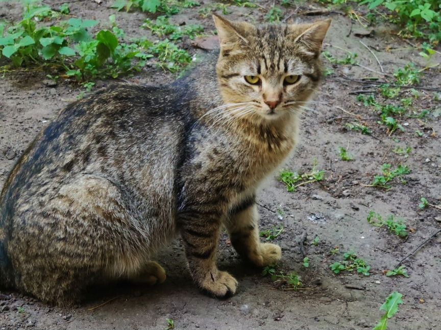 Котенок в добрые руки