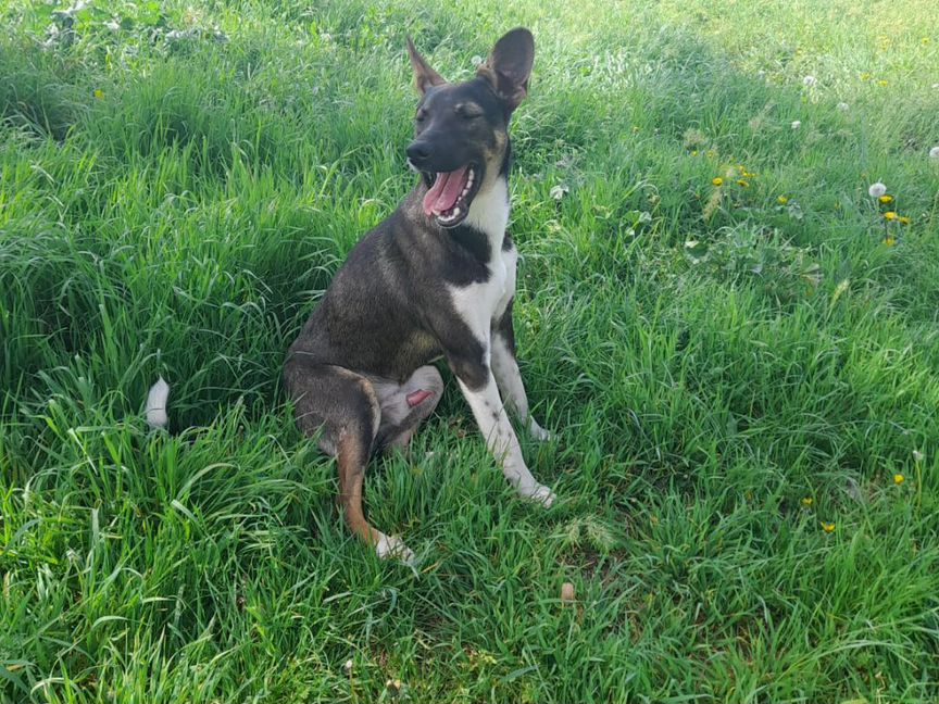 Помесь Стаффордширский терьер