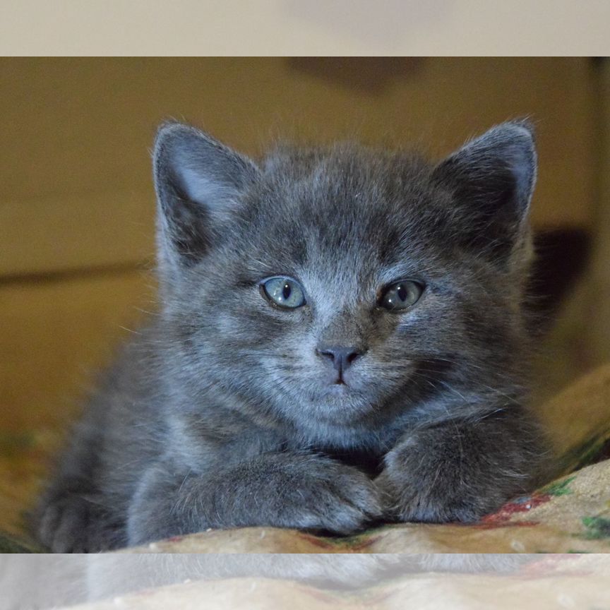 Котенок дымчатый мальчик