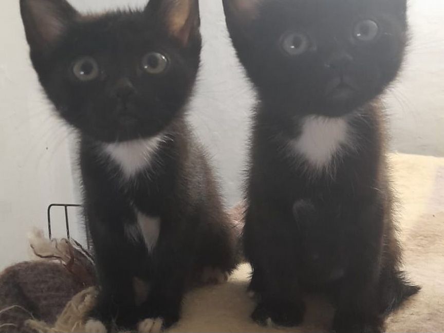 Ласковые игривые котятки