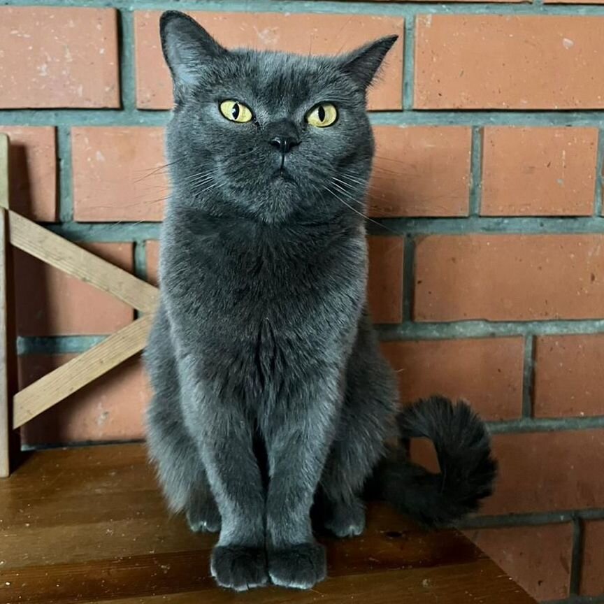 Британская голубая кошечка ищет дом