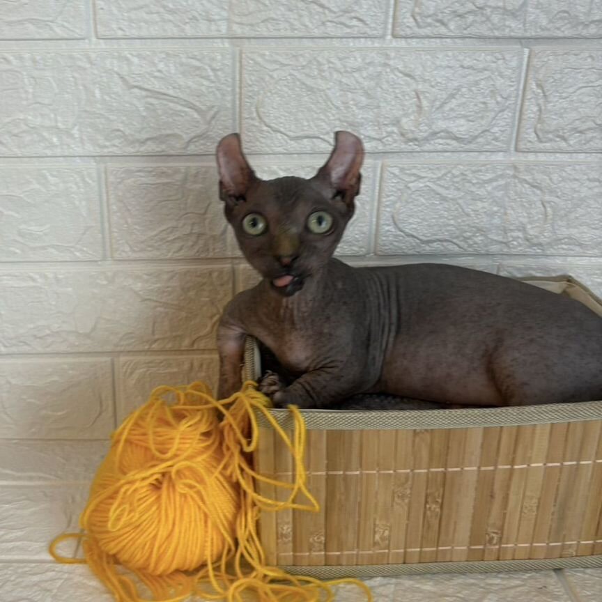 Котята двельф