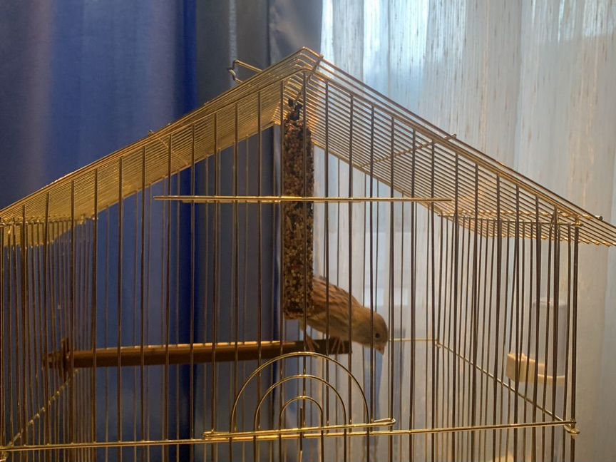 Канарейка с клеткой
