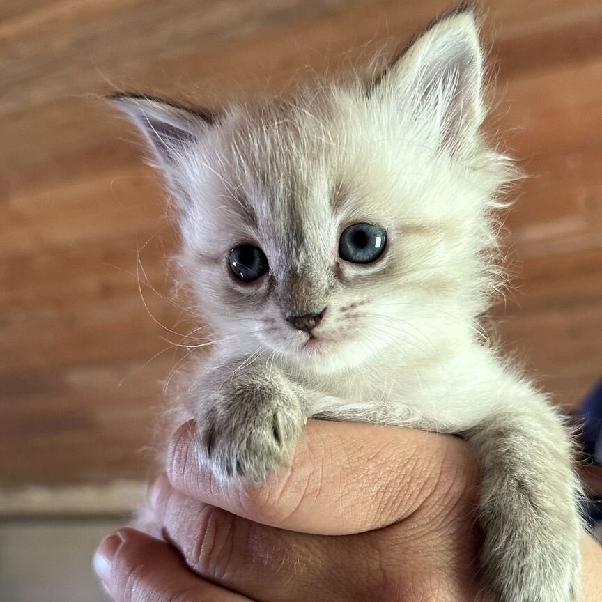 Котята