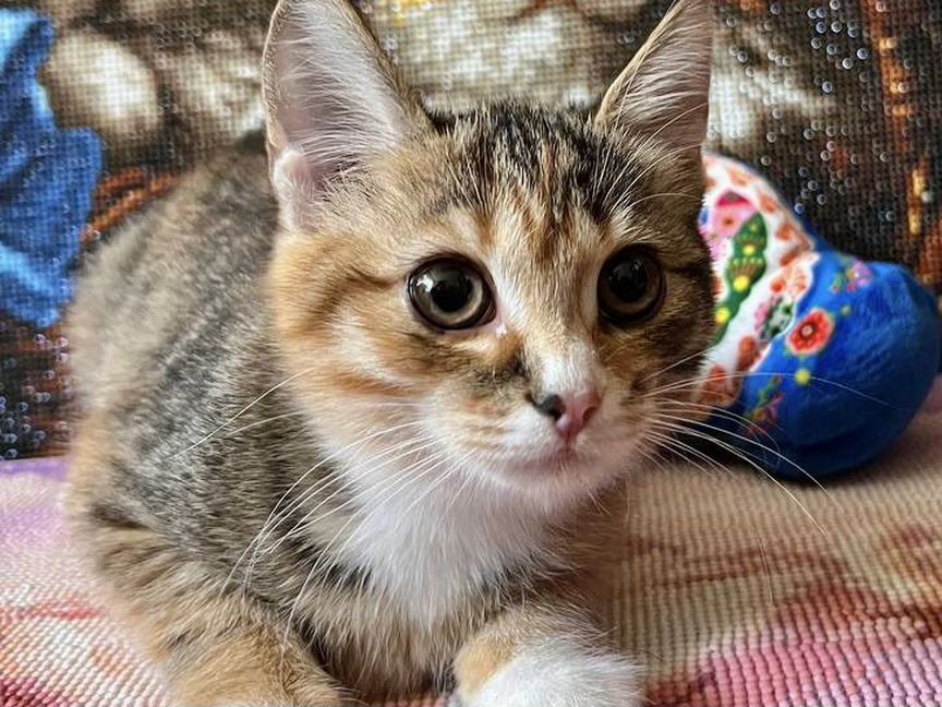 Отлам котенка