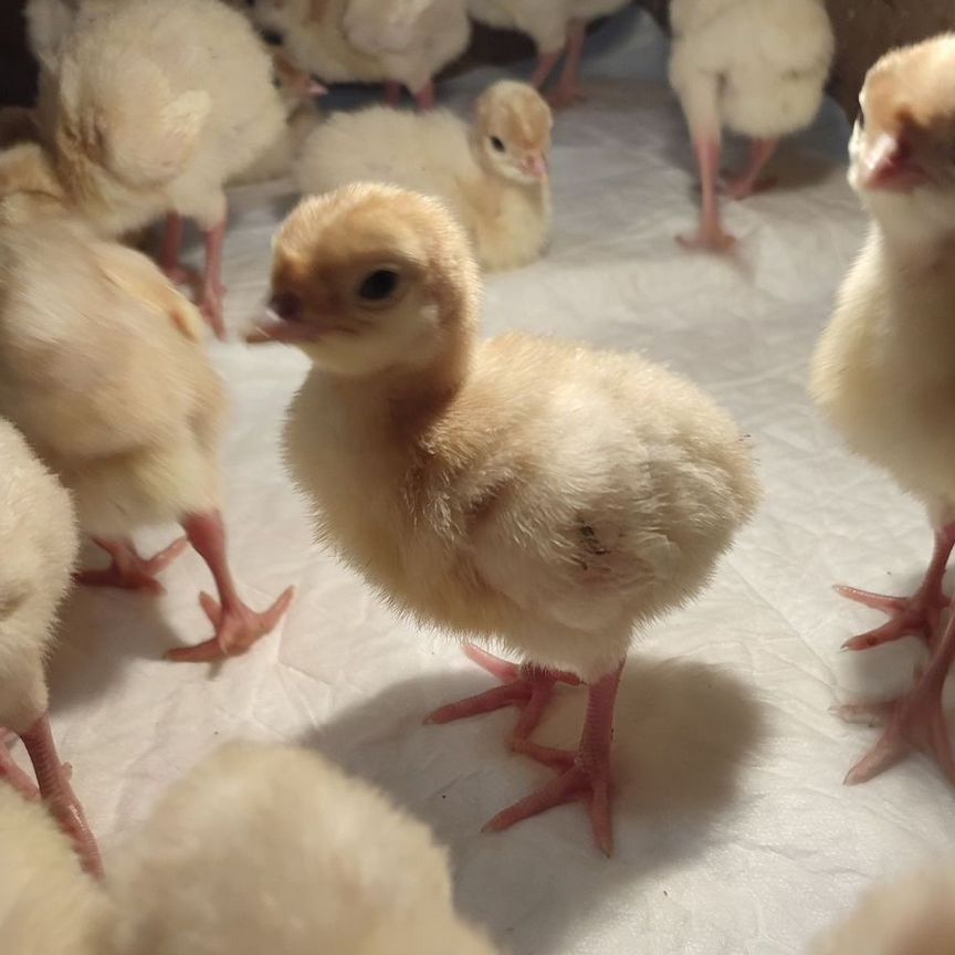 Продам индюшат