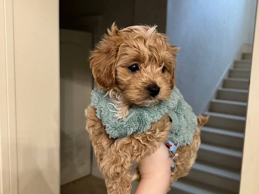 Мальтипу f1 mini мальчик