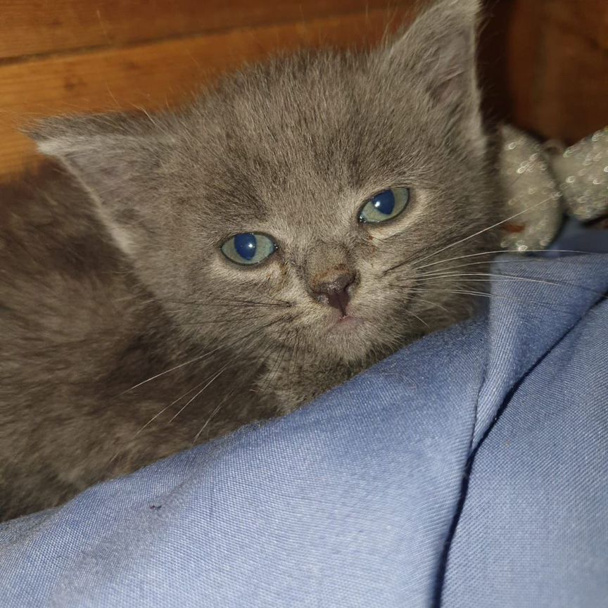 Серый маленький котенок в добрые руки