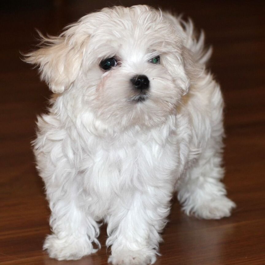 Мальтийская болонка, щенок