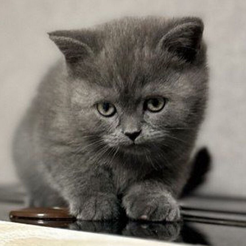 Шотландский вислоухий длинношёрстный котёнок