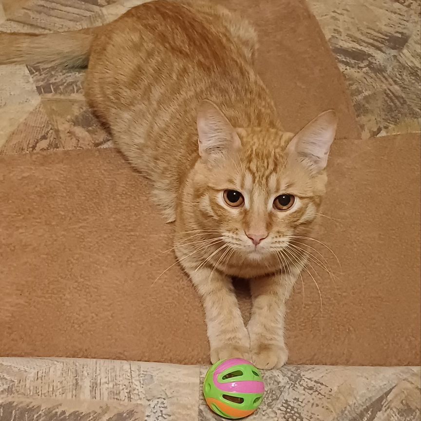 Рыжий кот