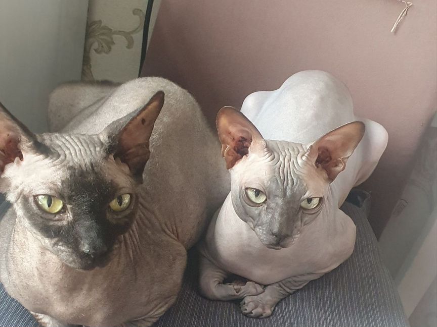 Котята сфинкс