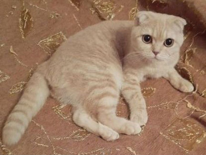 Шотландская вислоухая кошка