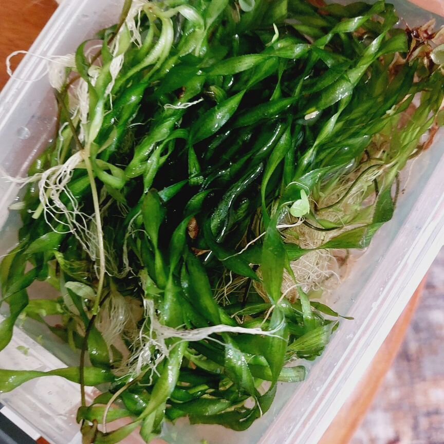 Аквариумная прополка валиснерия спиральная