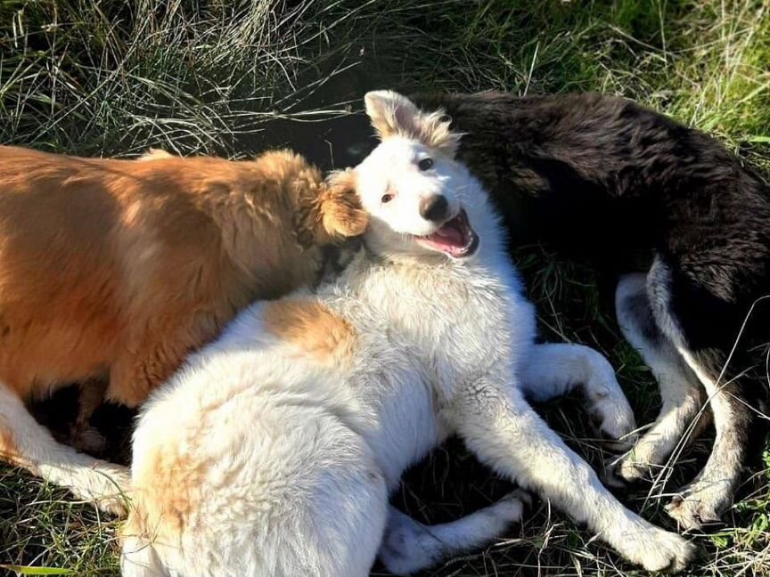 Хайди щенок в добрые руки