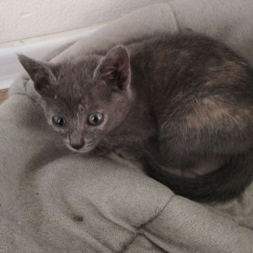 Котята в добрые руки бесплатно девочка