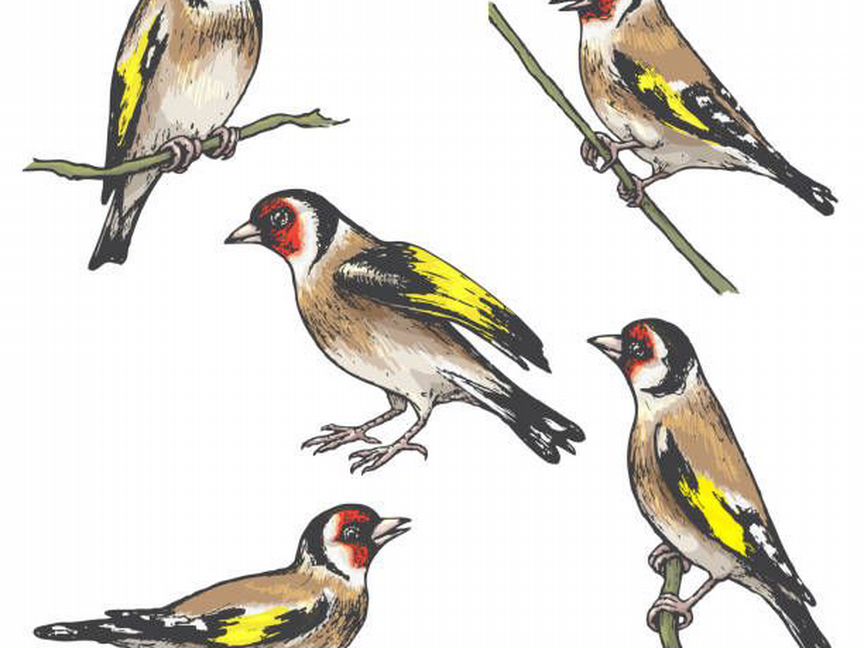 Певчие птицы