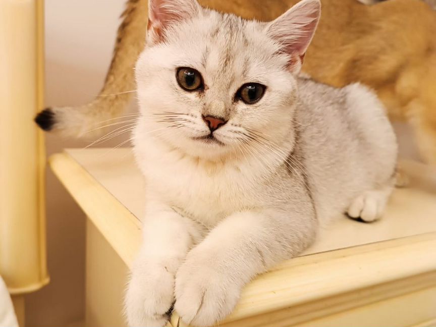 Серебрение Шотландские котята